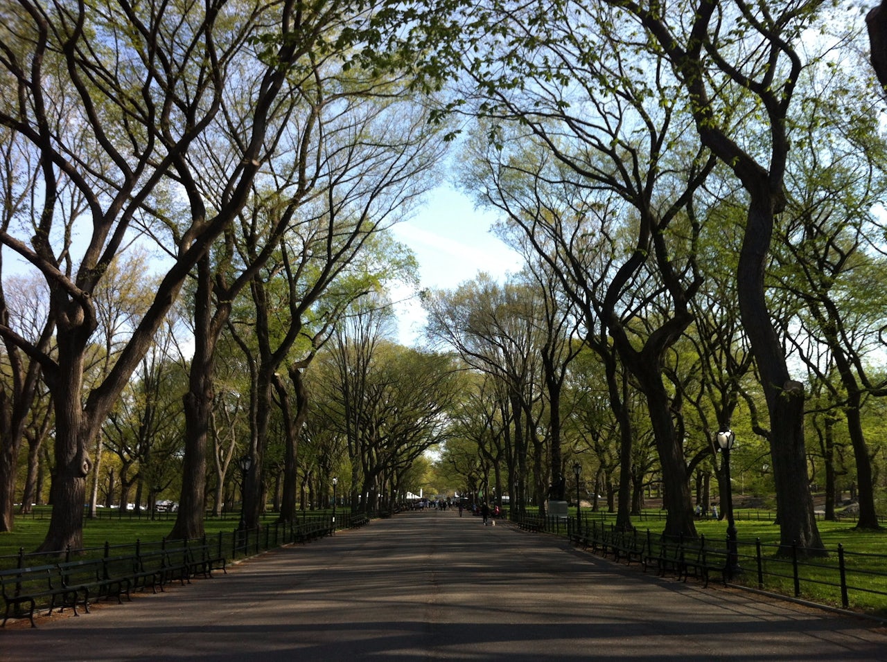 All of New York City's street trees in one interactive map | The Outline