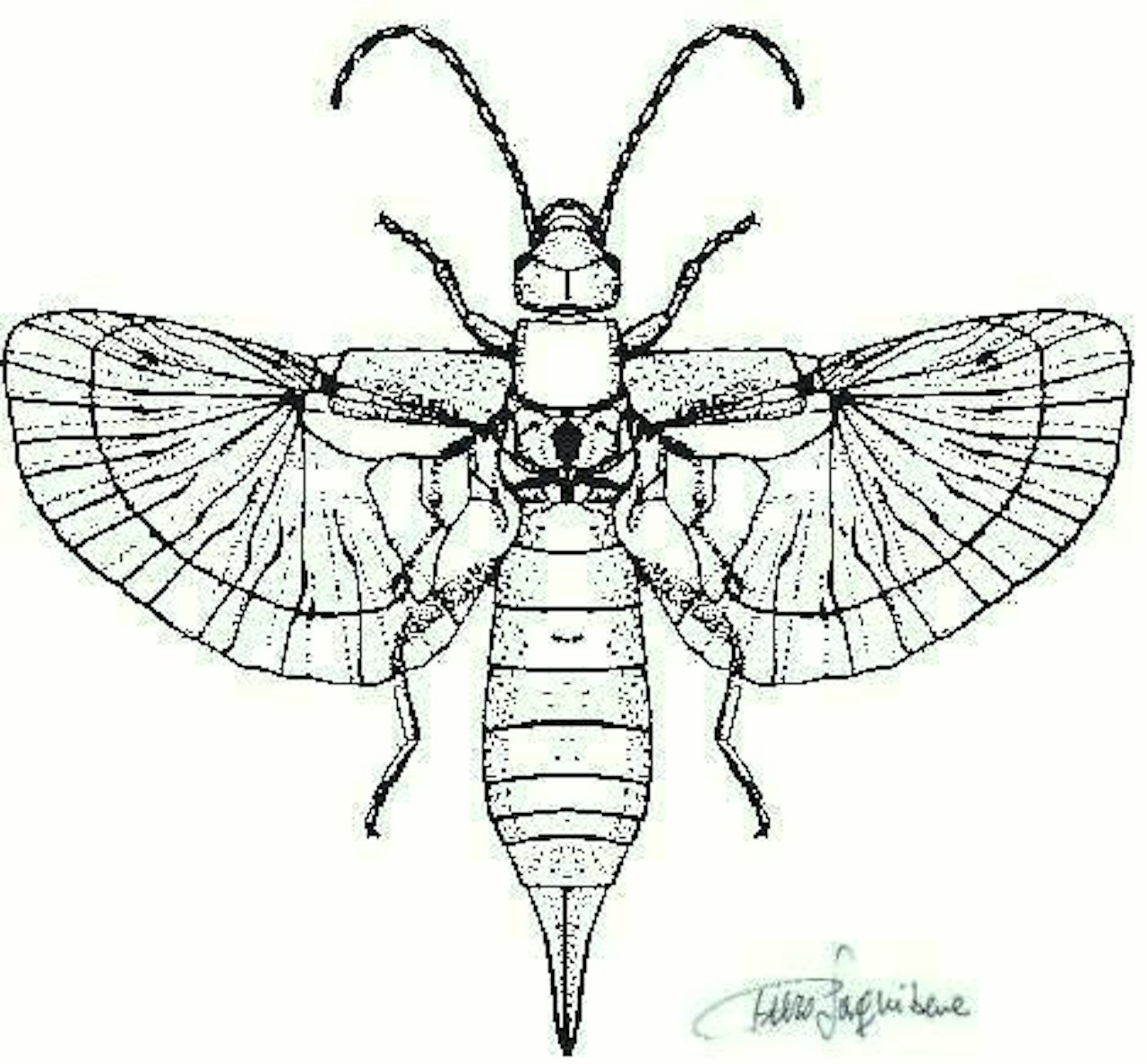 Buzz Lightyear has nothing on these foldable wings that are inspired by ...