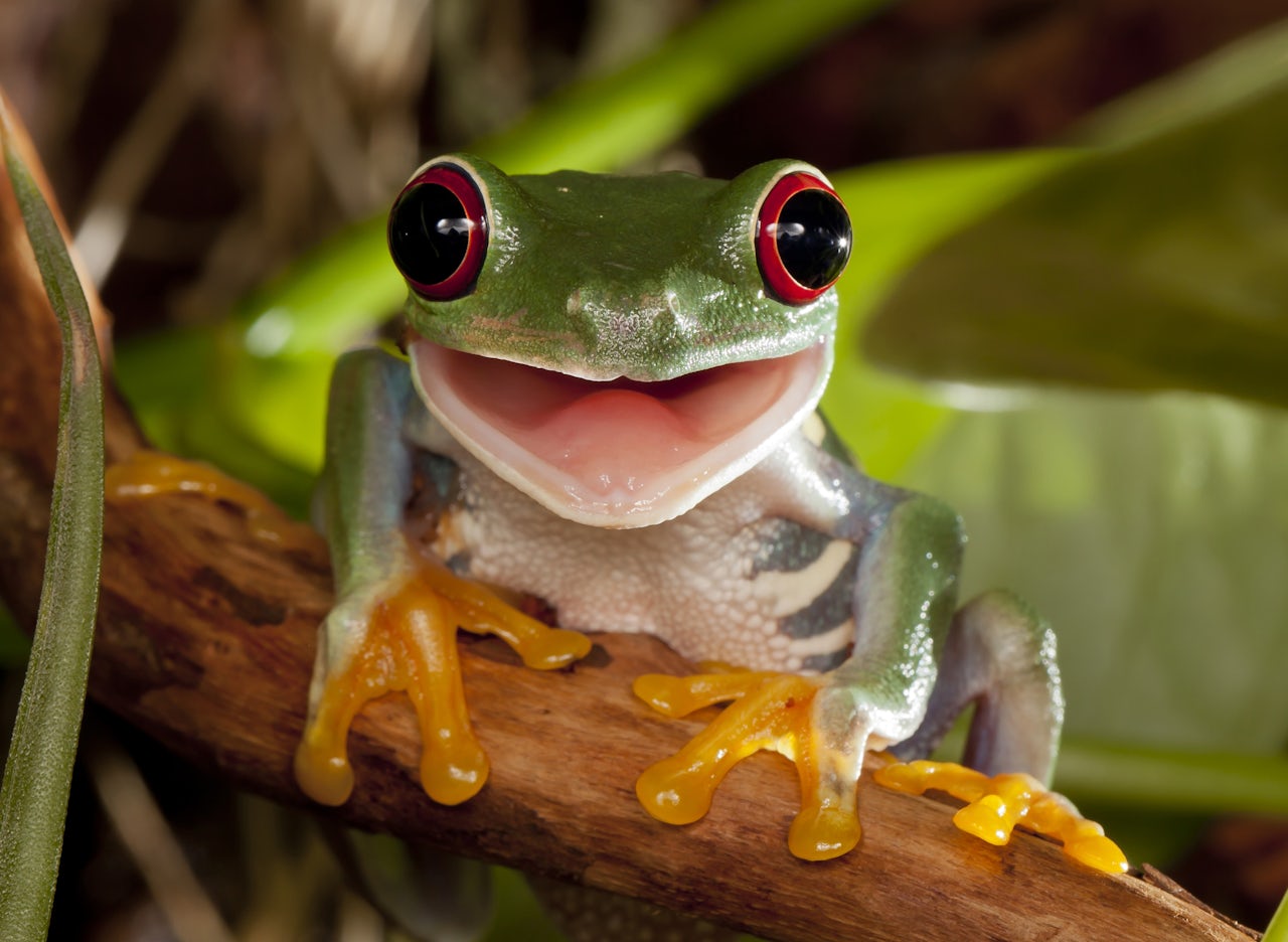 Play a wonderfully insane text-based frog simulator | The Outline