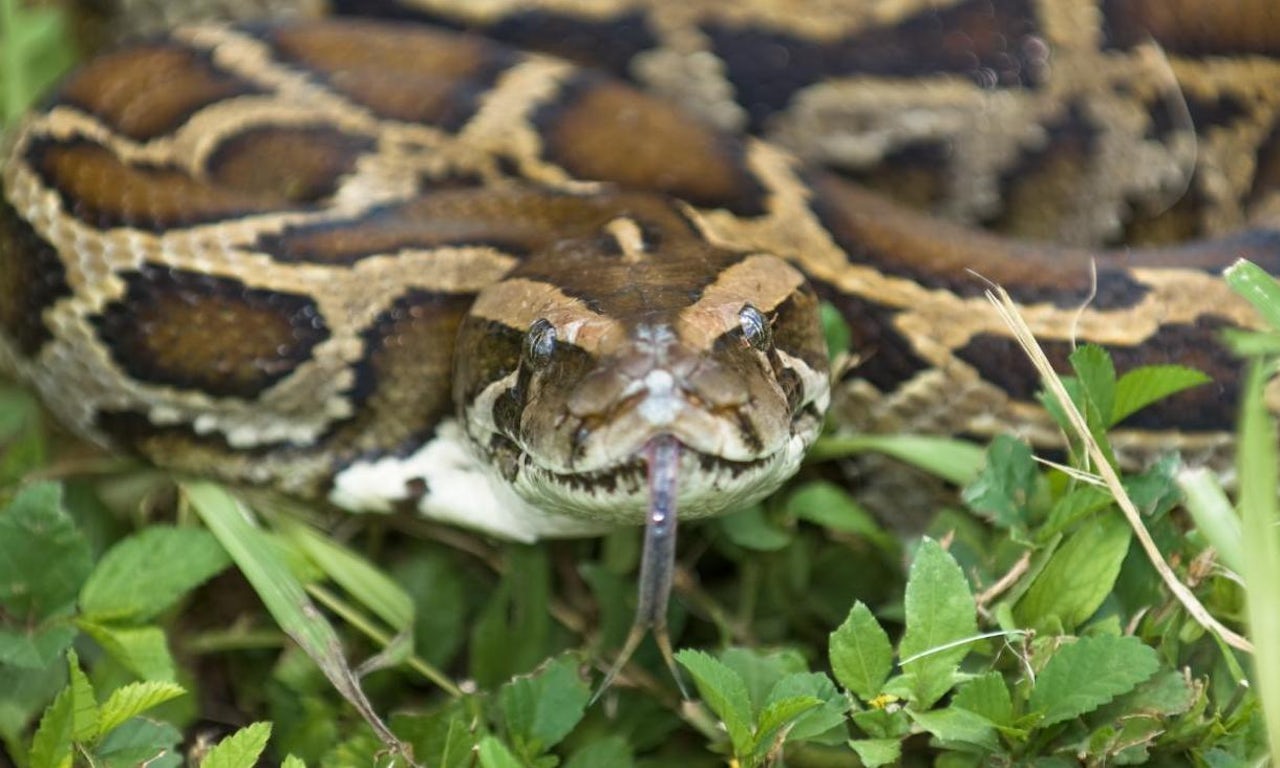 Inbred super-pythons are slithering amok in South Florida | The Outline
